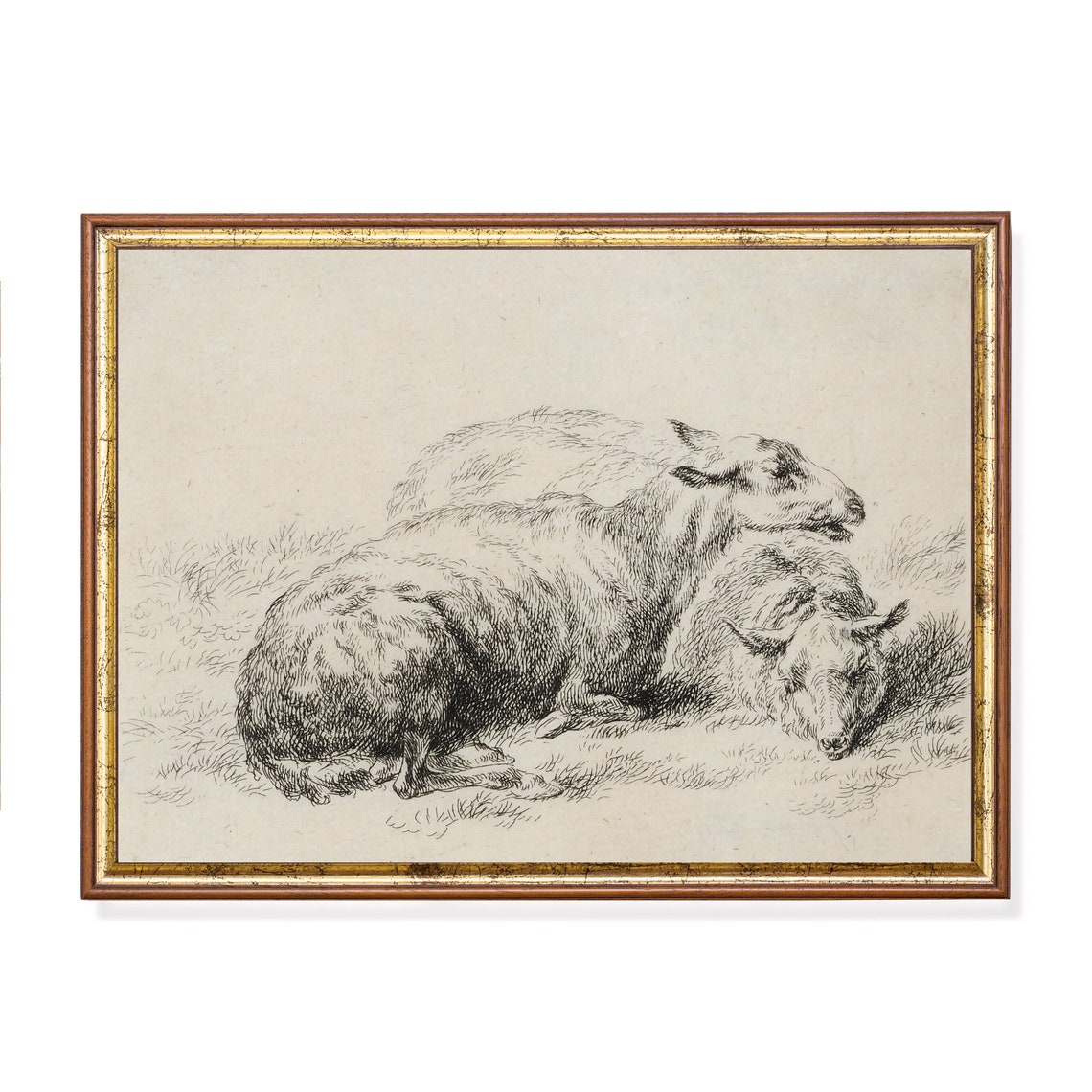 Vintage Sheep Drawing Antique Sketch Print Digital - Etsy