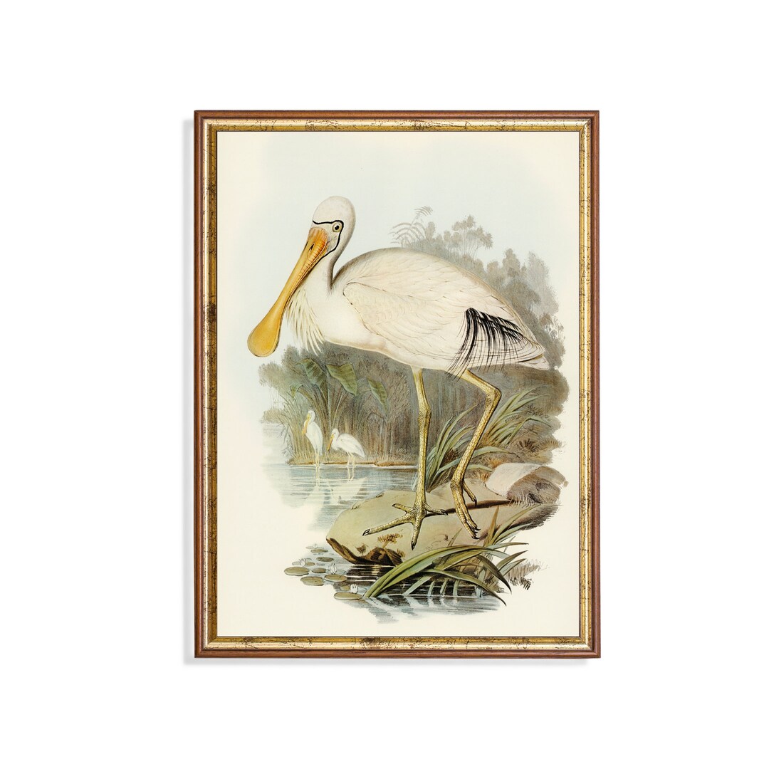 Vintage Spoonbill Bird Print | Antique Ornithology Wall Art (digital ...
