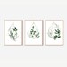 Botanical Print Set of 3 Eucalyptus Print Watercolor Poster - Etsy