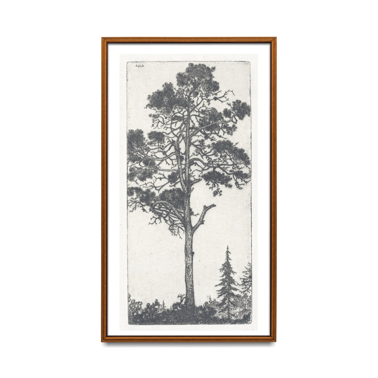 Vintage Pine Tree Drawing Antique Sketch Print Botanical | Etsy