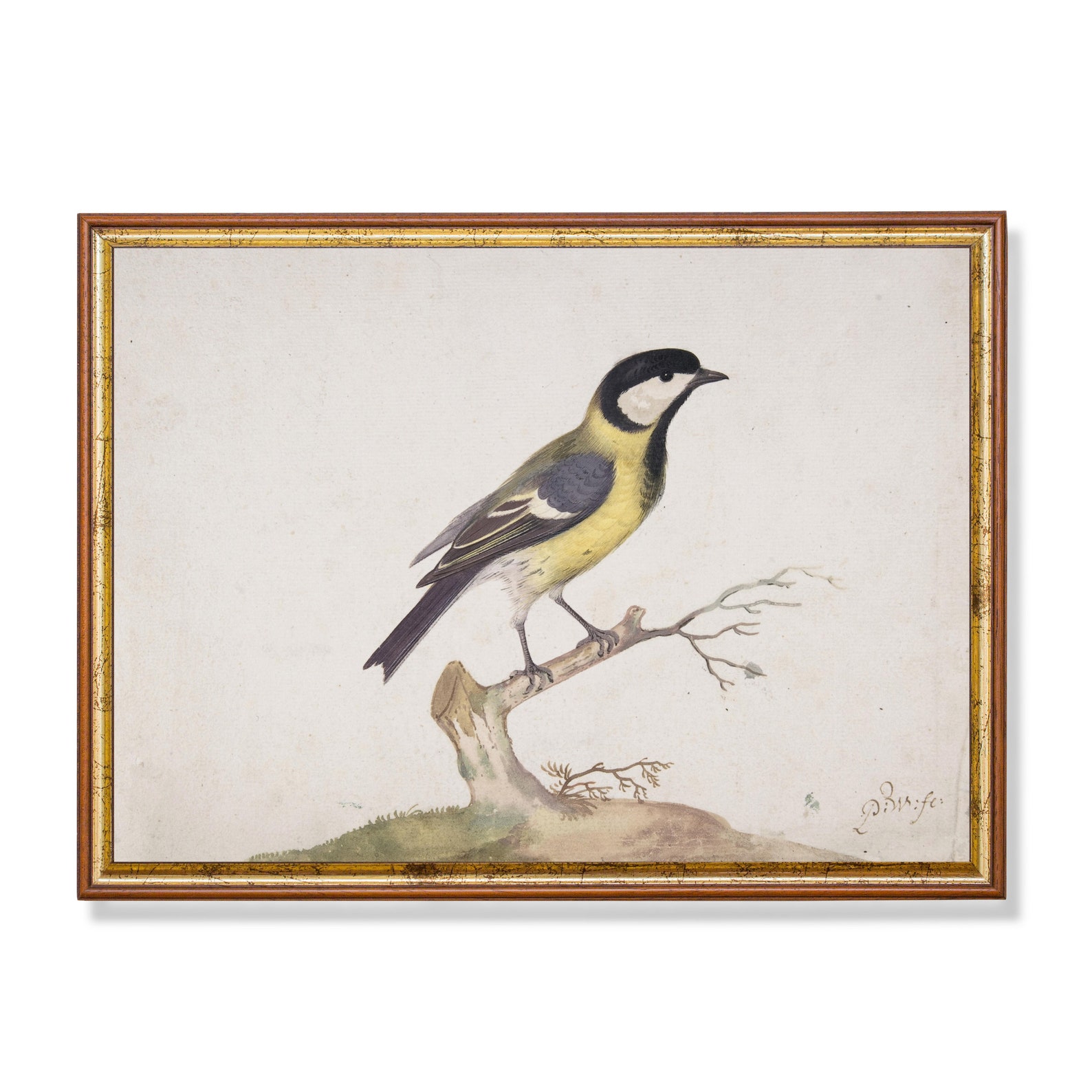Vintage Bird Painting Antique Watercolour Fine Print - Etsy