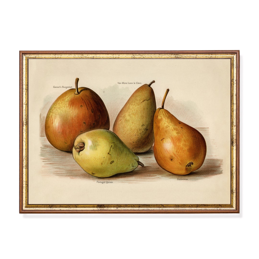 Printed and Shipped | Vintage Pears Print | Antique Fruits Artwork ...