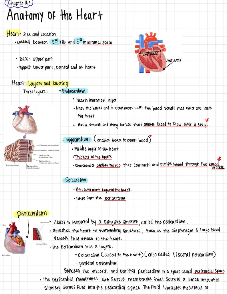 Anatomy of the Heart Notes for Sale. Heart Anatomy Easy Notes - Etsy
