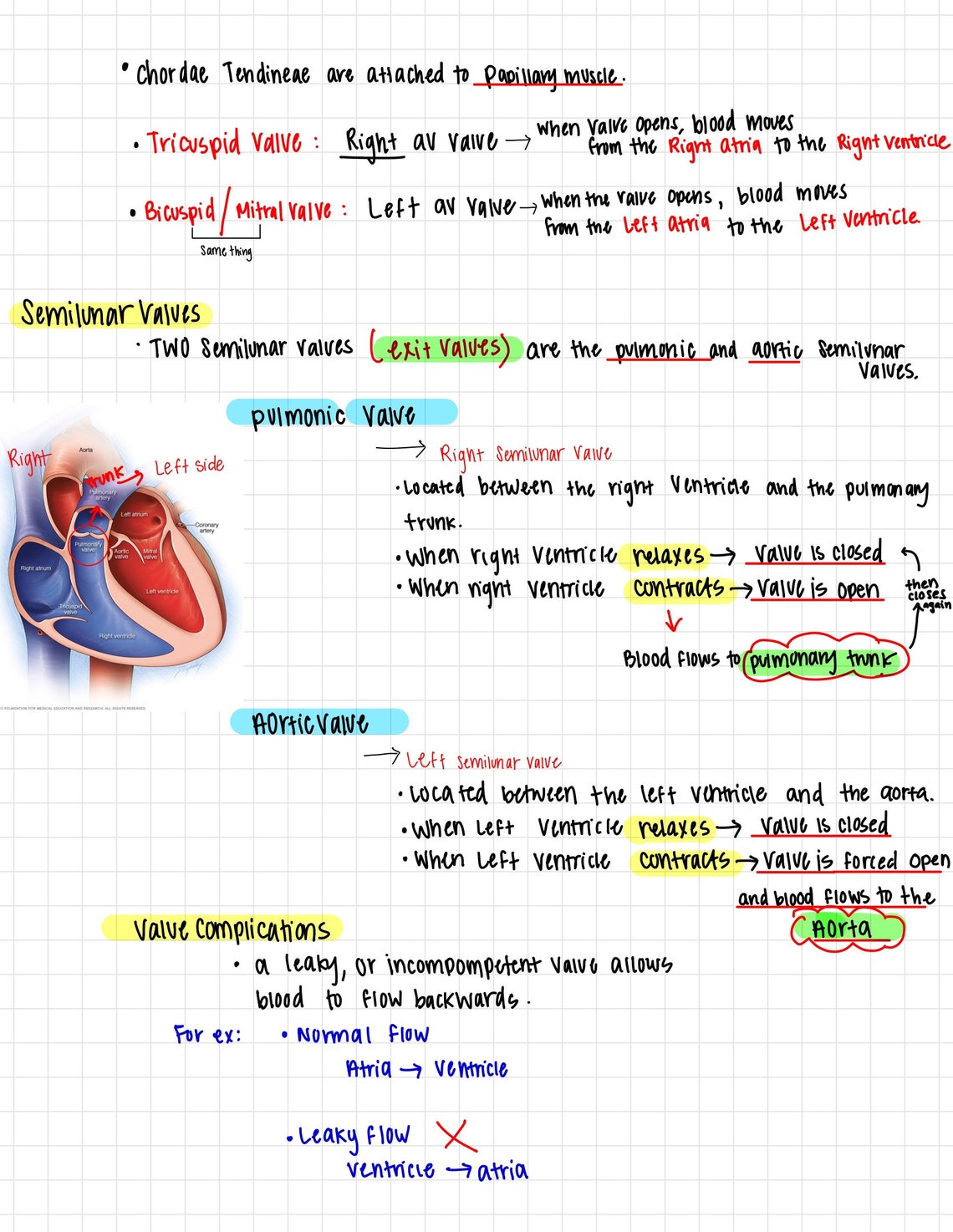 Anatomy of the Heart Notes for Sale. Heart Anatomy Easy Notes - Etsy
