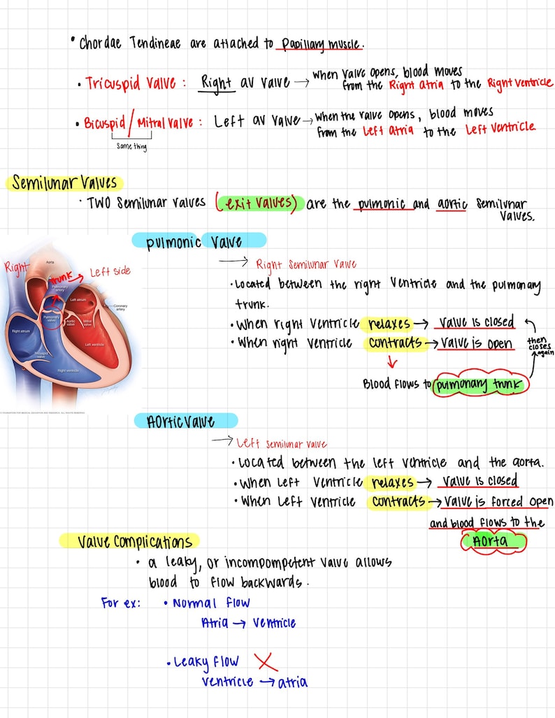 Anatomy of the Heart Notes for Sale. Heart Anatomy Easy Notes - Etsy