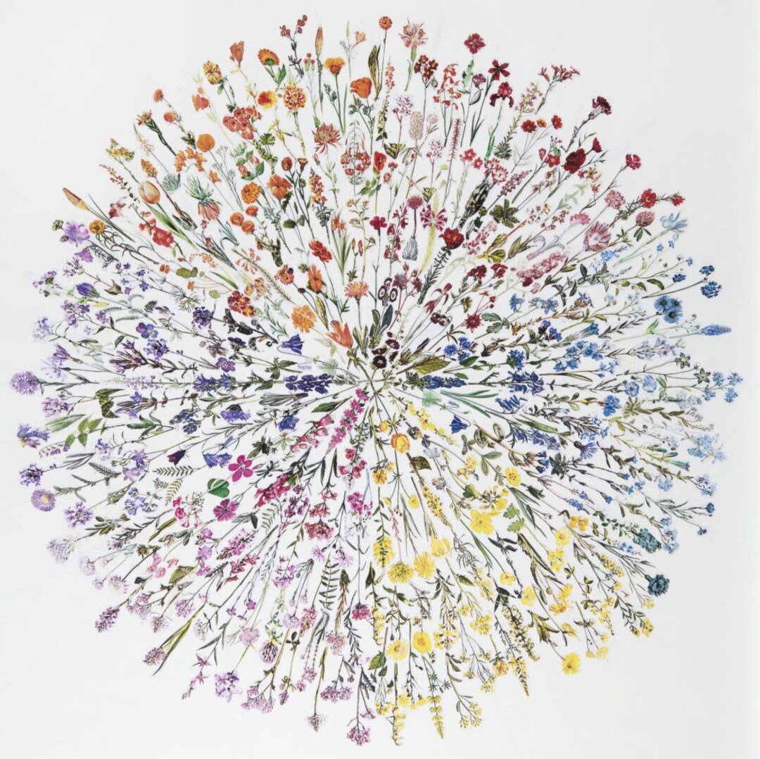 Botanical Burst Colour Wheel Print - Etsy