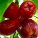 Red Wax Jambu Fruit Tree - Mận an Phước. - Etsy