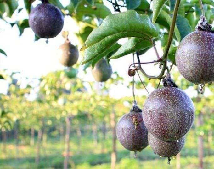 LIVE Passion Fruit Plant-purple, Maracuya, Parcha, Possum Purple" LIVE ...