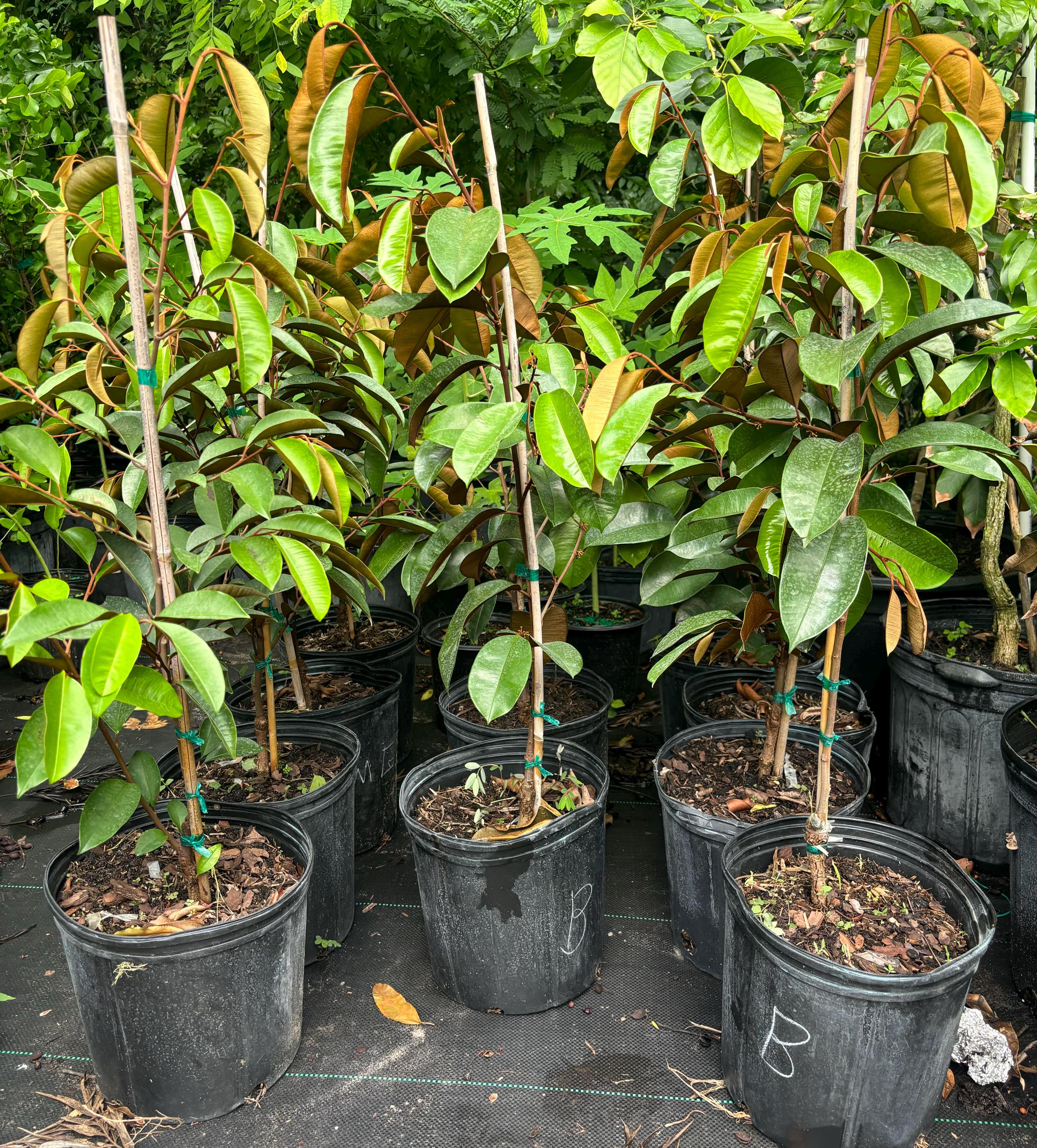 Star Apple Purple - Milk Apple - Caimito - Grafted - Etsy