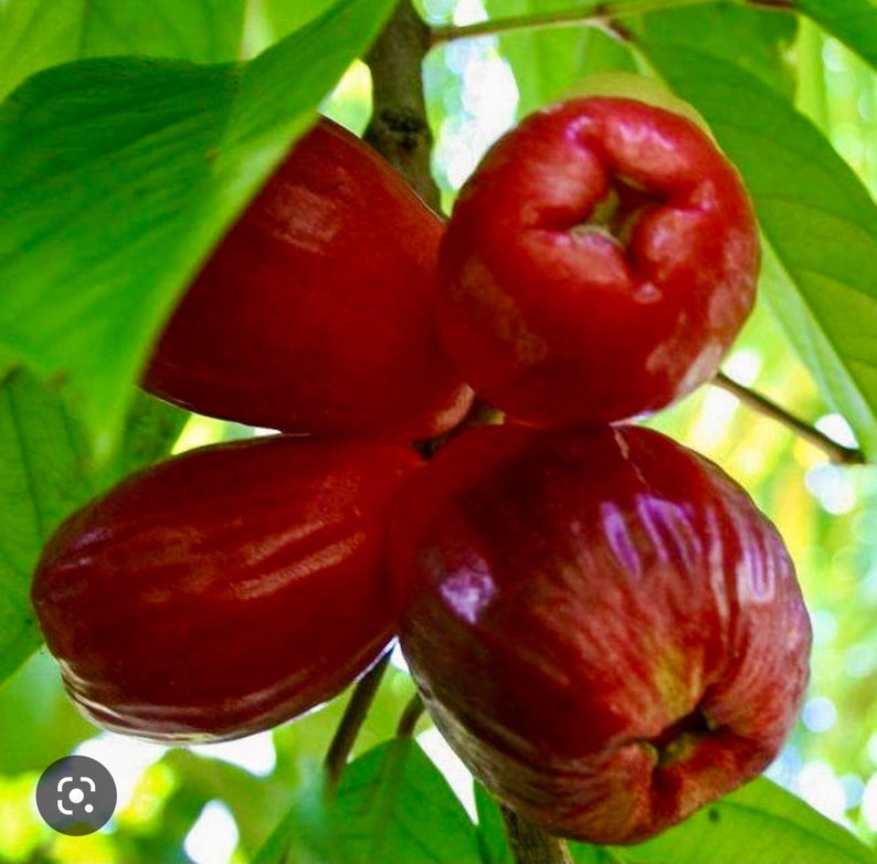 Red Wax Jambu Fruit Tree - Mận an Phước. - Etsy