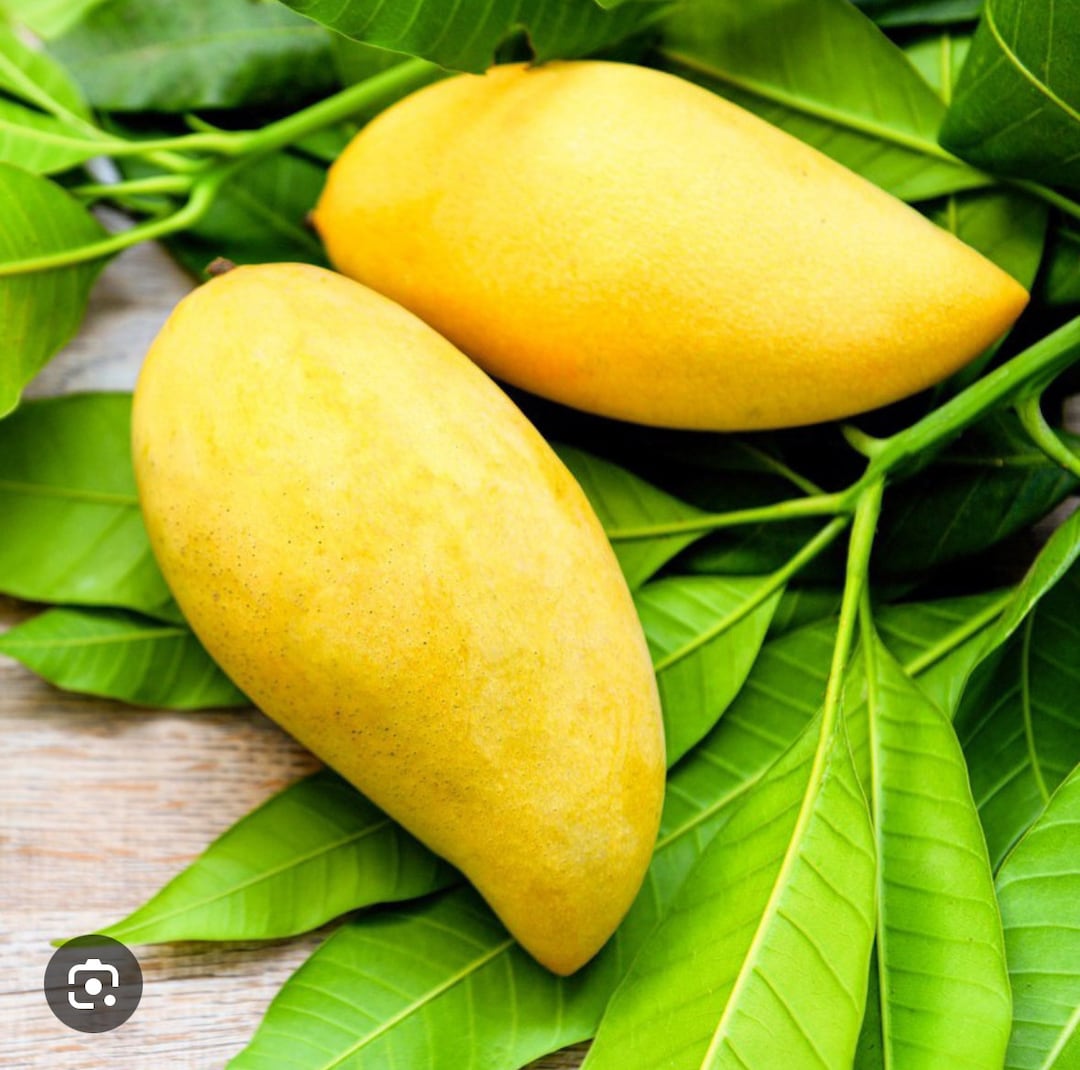 Nam Doc Mai Mango Tree - Grafted - 3 Gal - Etsy