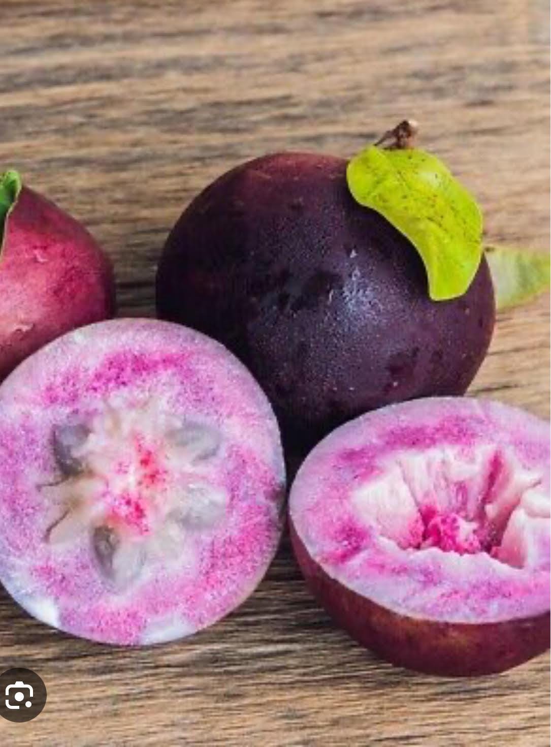 Star Apple Purple - Milk Apple - Caimito - Grafted - Etsy