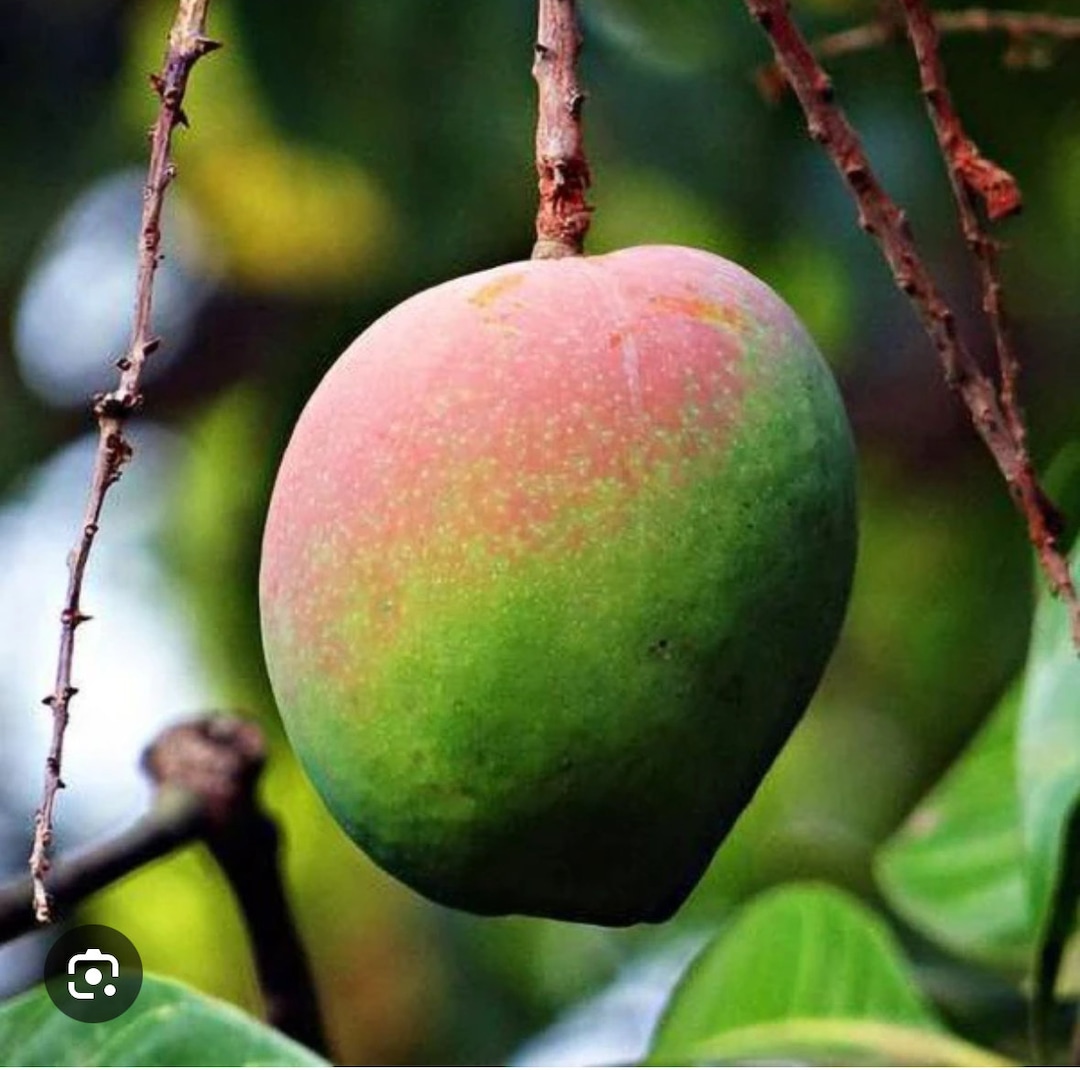 Carrie Mango Tree - Grafted - 3 Gal - Etsy