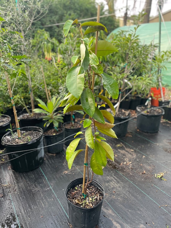 Caimito Fruit Tree