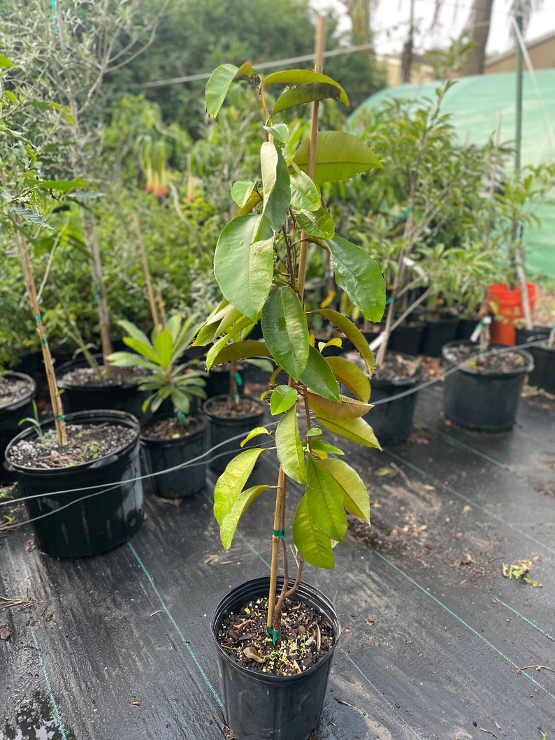 Star Apple Purple - Caimito - Milk Fruit. Grafted Tree - Etsy