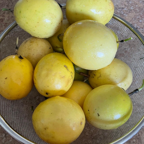 Passion Fruit Plant - Etsy