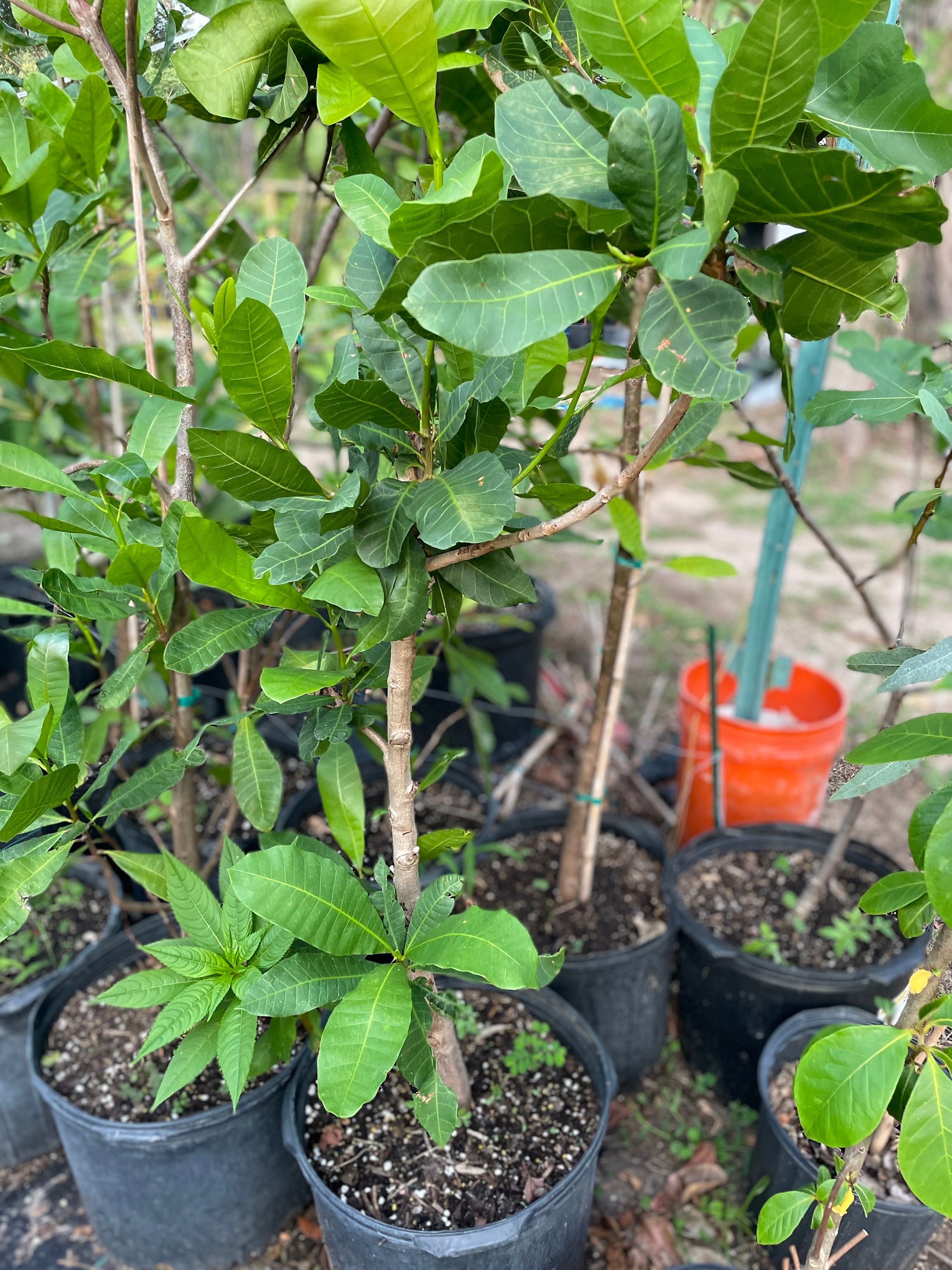 Cashew Tree, Marañon, Cajuil - Etsy