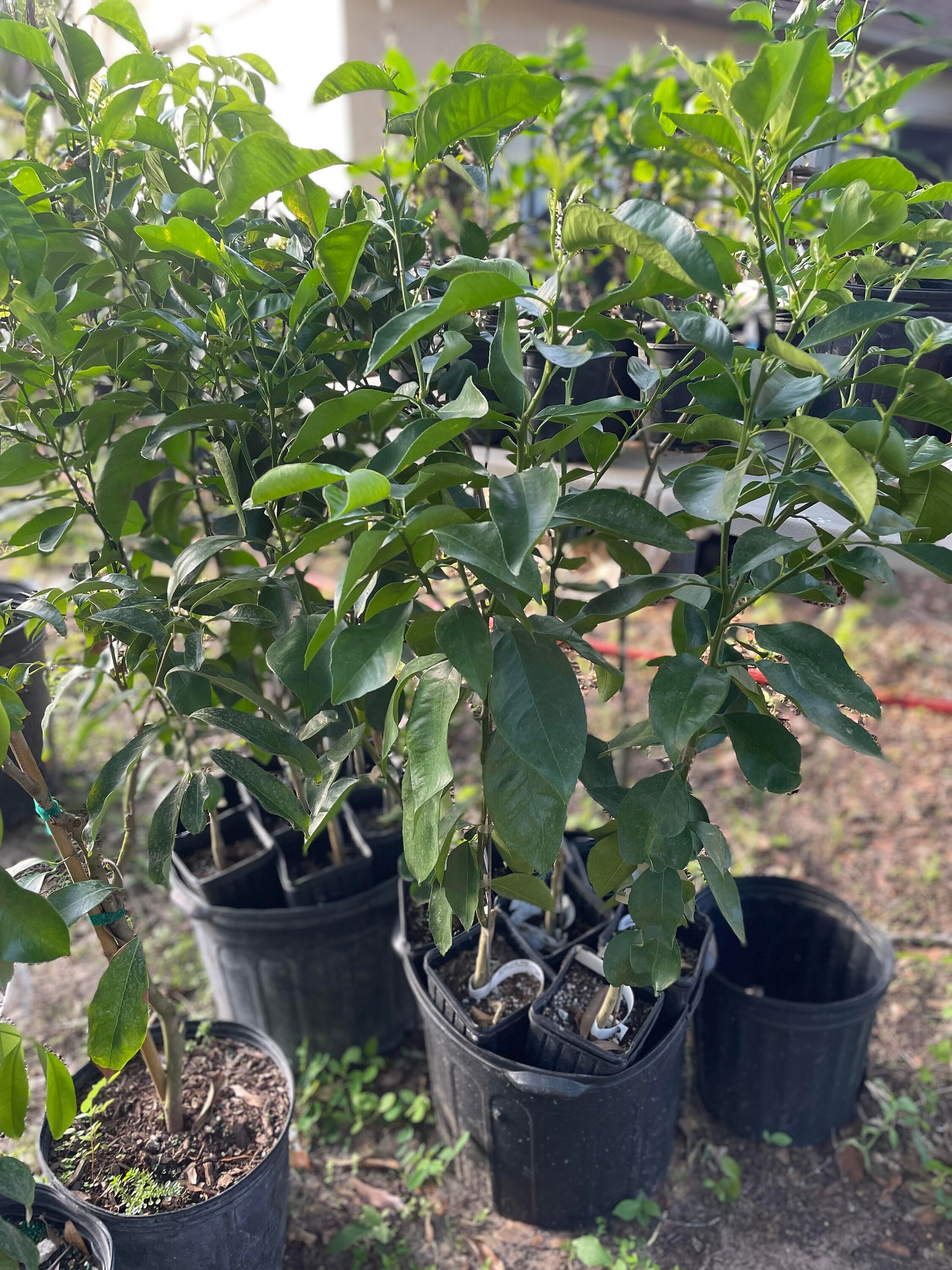 Sour Orange Tree Grafted - Etsy