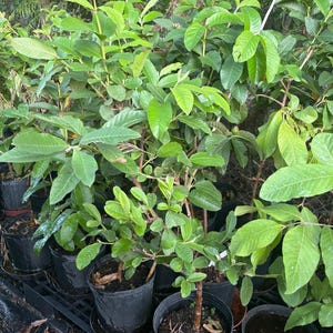 Chinese Guava Tree - 3 Gal - Etsy