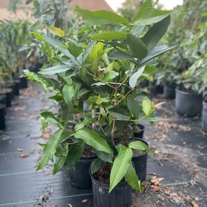 Red Wax Jambu Fruit Tree - Mận an Phước. - Etsy