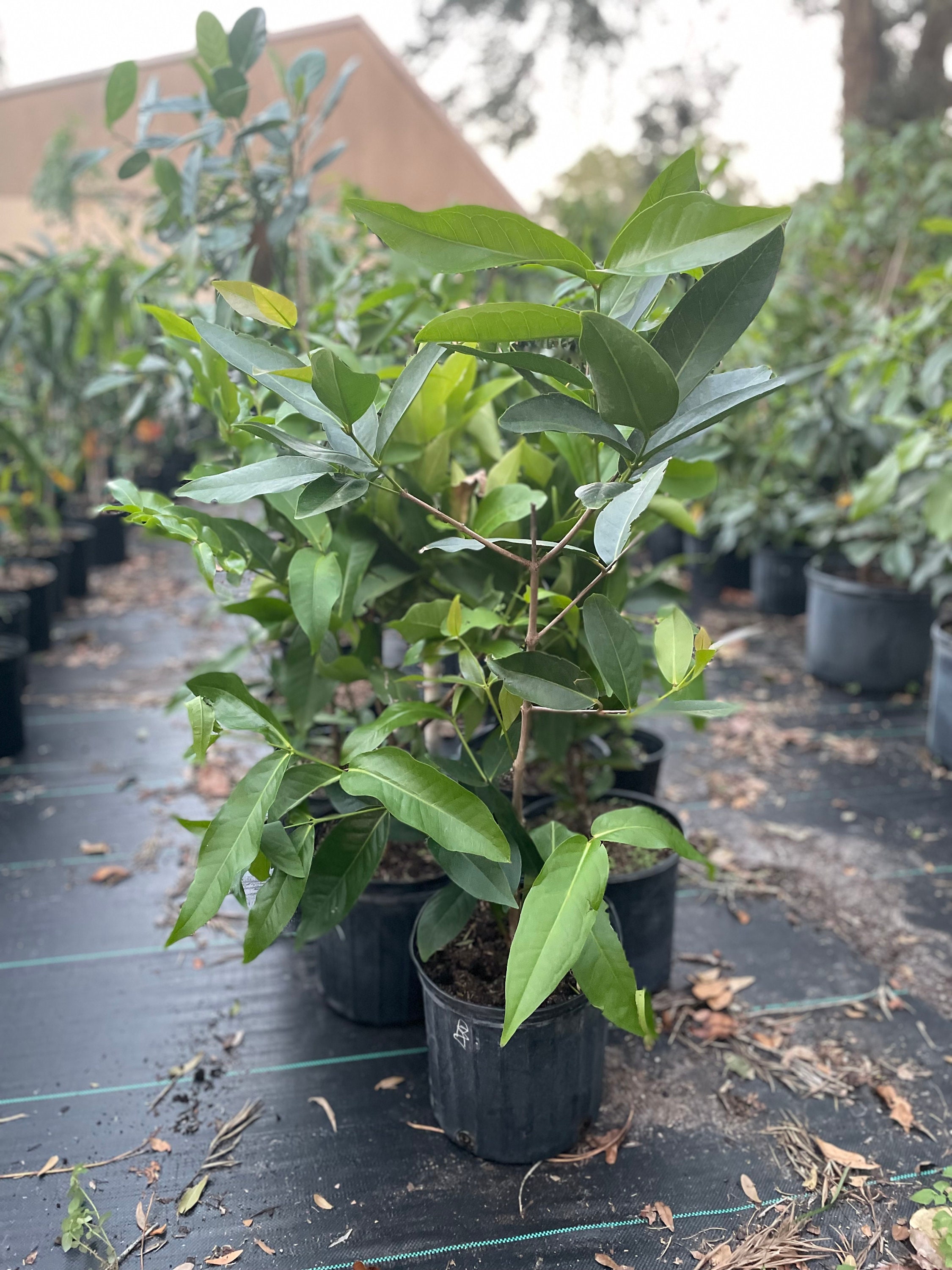 Red Wax Jambu Fruit Tree - Mận an Phước. - Etsy