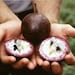 Star Apple Purple - Caimito - Milk Fruit. Grafted Tree - Etsy