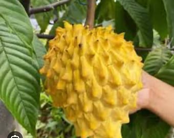 Grafted Painters Cherilata Live Fruit Tree 3 Gallon - Etsy