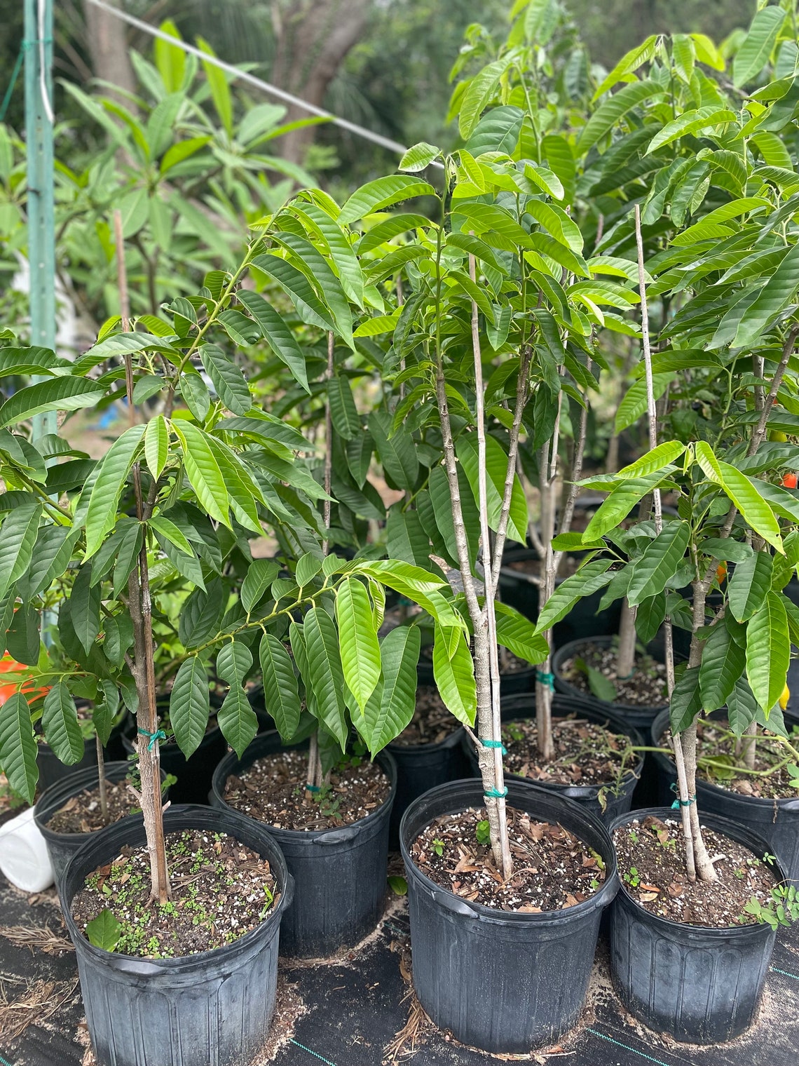 Custard Apple, Chirimoya, San Pablo Tree - Etsy