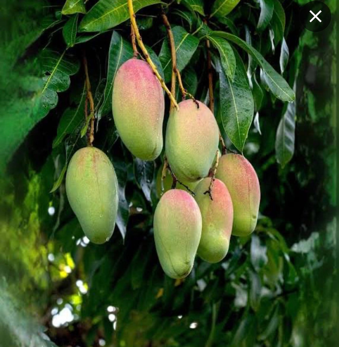 Valencia Pride Mango Tree - Grafted - 3 Gal - Etsy