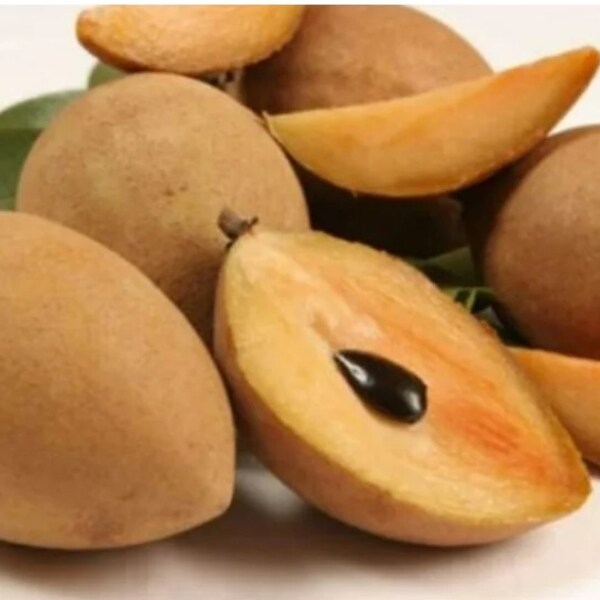 Sapodilla Tree Grafted - Etsy