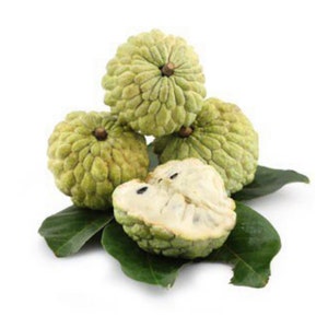 Sugar Apple Tree - Etsy