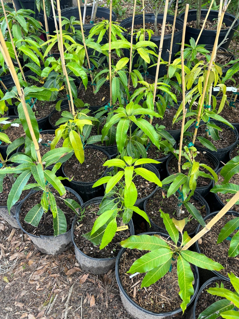 Nam Doc Mai Mango Tree - Grafted - 3 Gal - Etsy