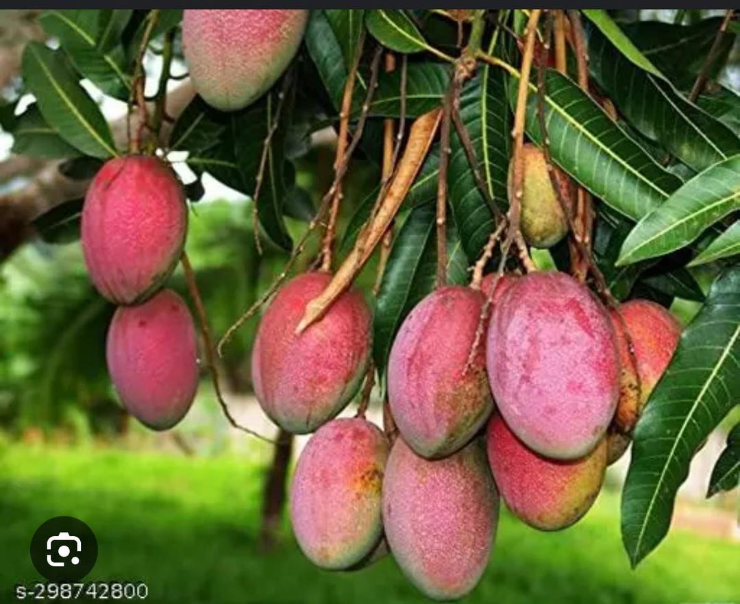 Irwin Mango Tree - Grafted - 3 Gal - Etsy