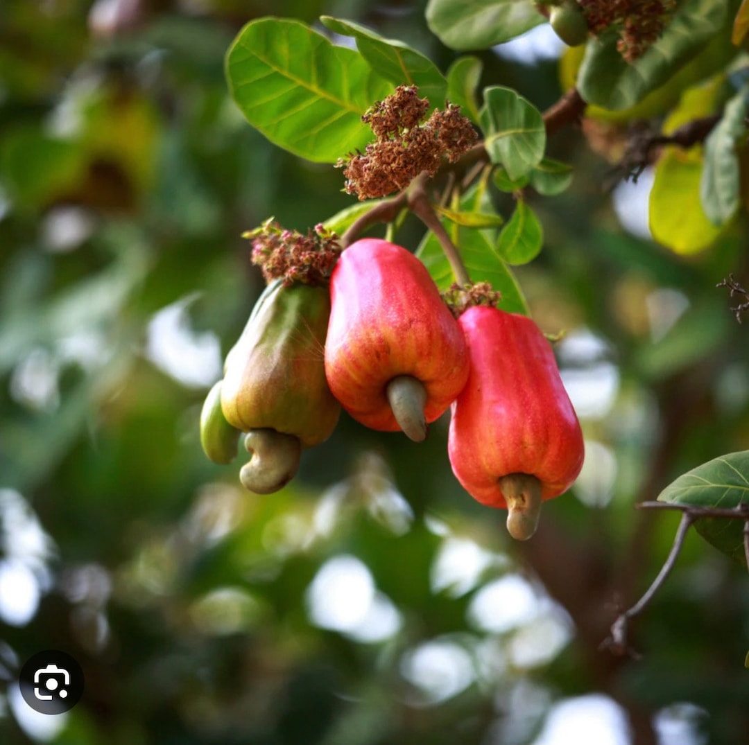 Cashew Tree, Marañon, Cajuil - Etsy