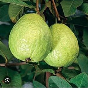 Chinese Guava Tree - 3 Gal - Etsy