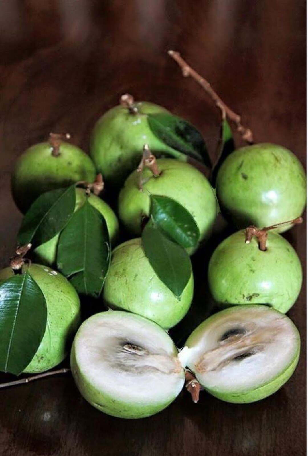 Star Apple Green - Milk Apple - Caimito - Grafted - Etsy