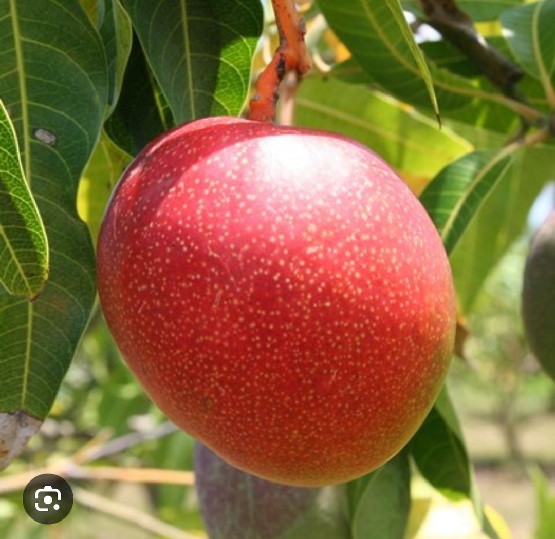 Haden Mango Tree - Grafted - 3 Gal - Etsy