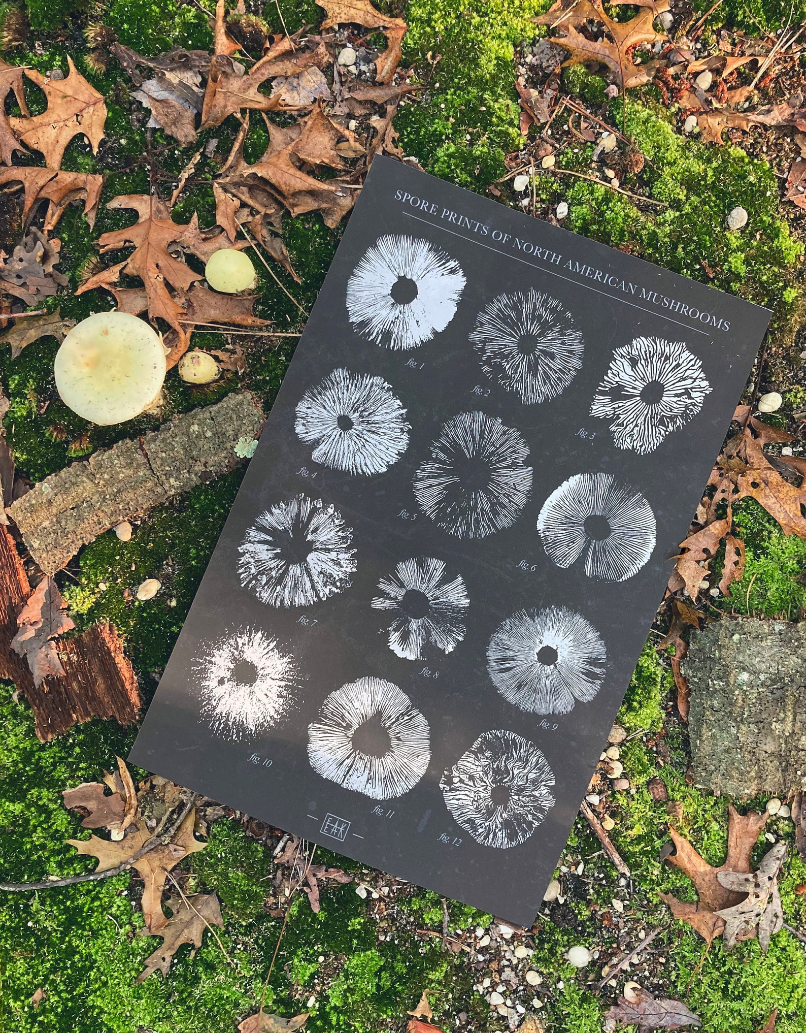 Spore Prints of North American Mushrooms Poster 3 Color | Etsy