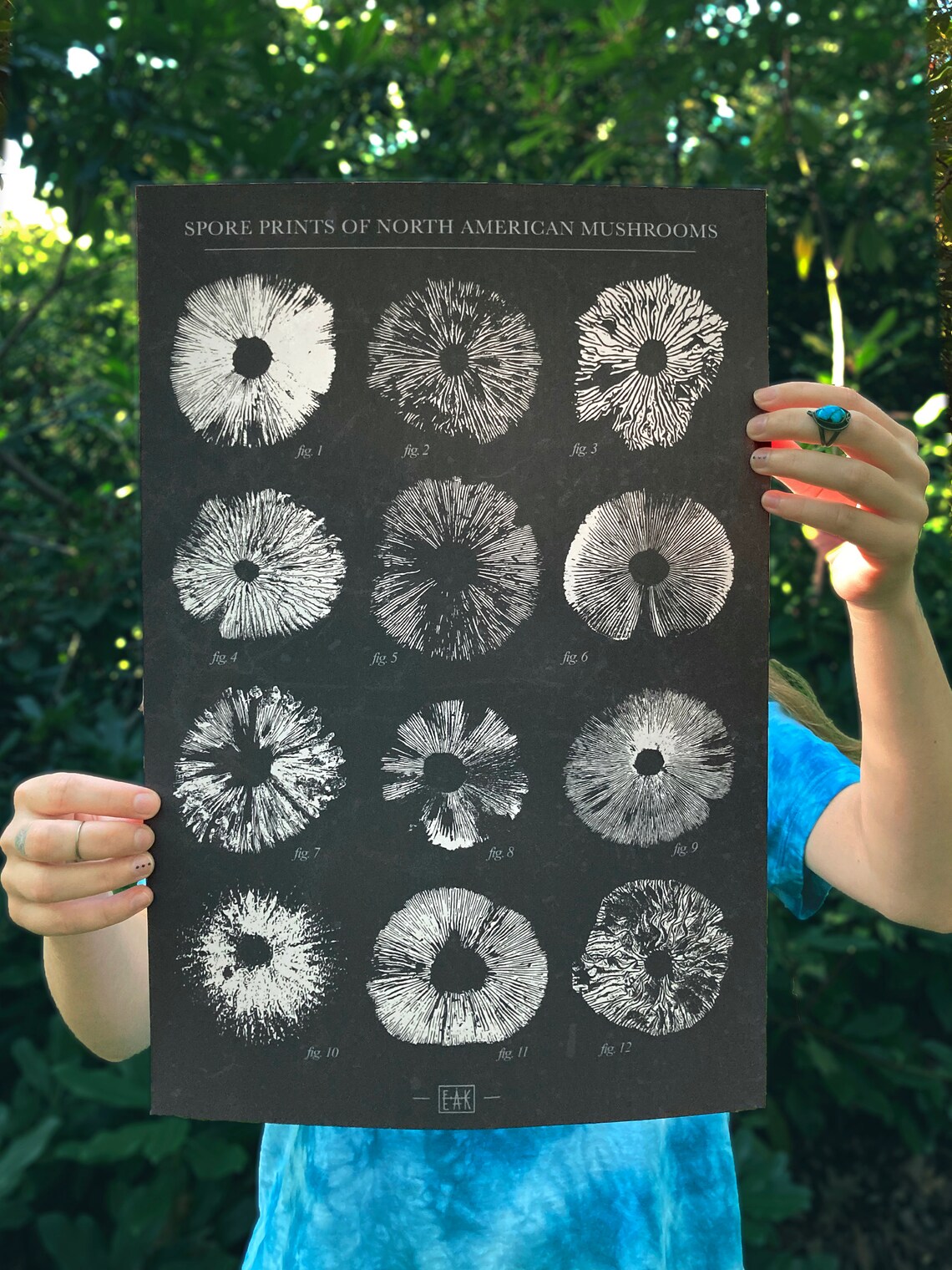 Spore Prints of North American Mushrooms Poster 3 Color | Etsy