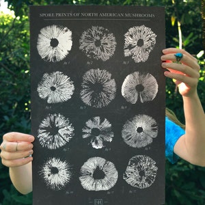 Spore Prints of North American Mushrooms Poster 3 Color Options Natural ...