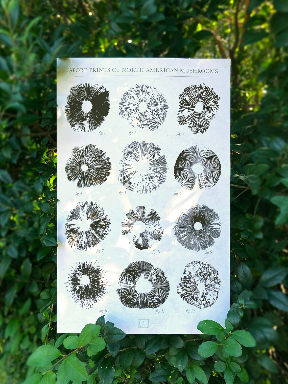Spore Prints of North American Mushrooms Poster 3 Color | Etsy