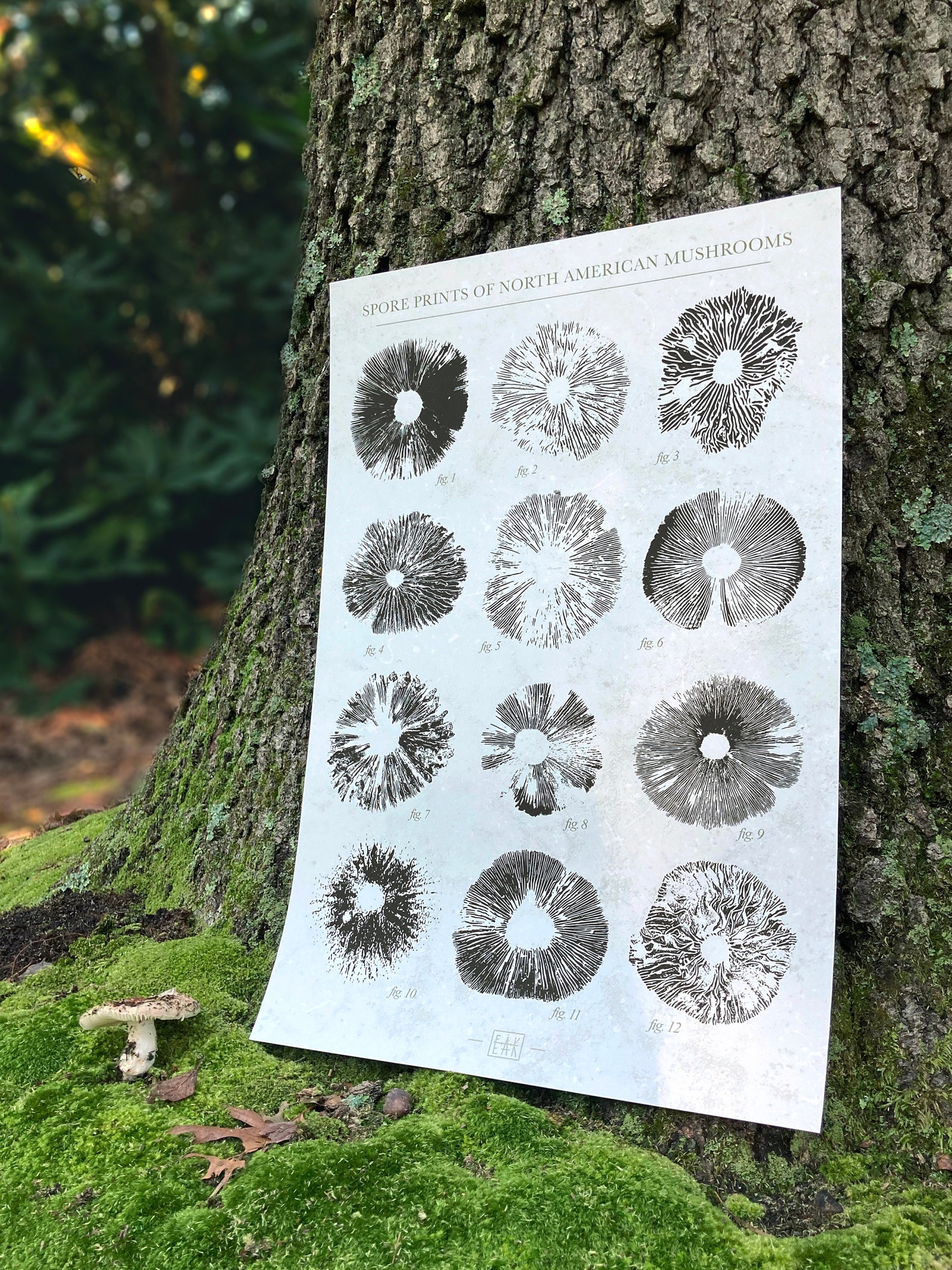 Spore Prints of North American Mushrooms Poster 3 Color - Etsy