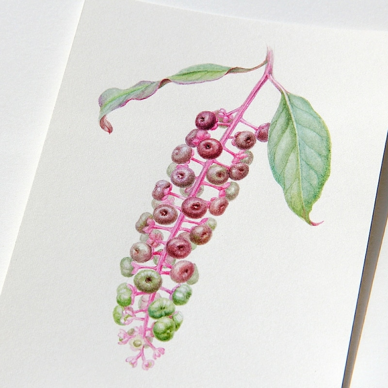 Pokeberry - Etsy