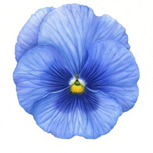 Original Blue Pansy Watercolor Painting, Botanical Wall Art (30x21 Cm ...