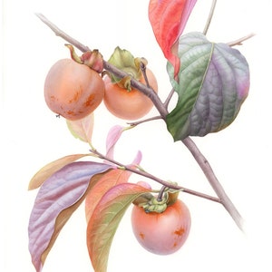 Botanical Art Print of Persimmon Fruit Watercolor Painting, Giclee ...