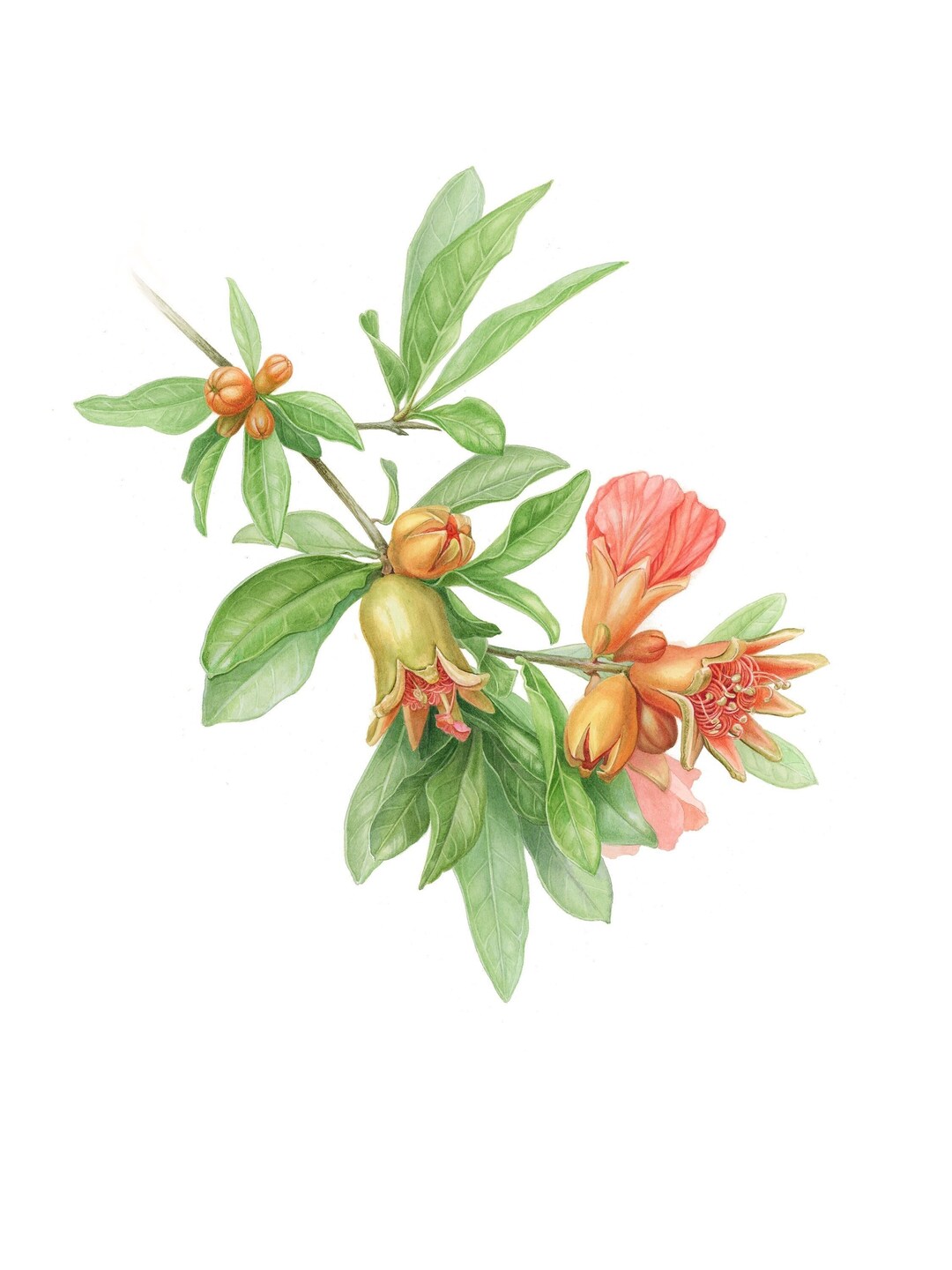 Pomegranate Flower Giclée Print, Signed Watercolor Botanical Art - Etsy