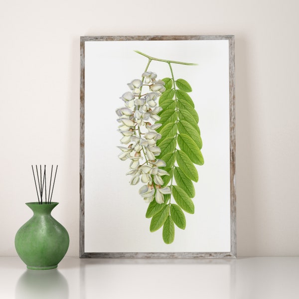 Black Locust - Etsy