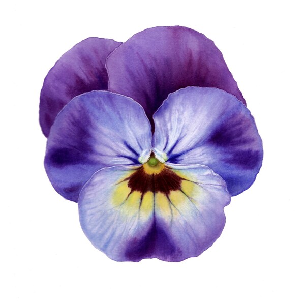 Pansy Painting - Etsy