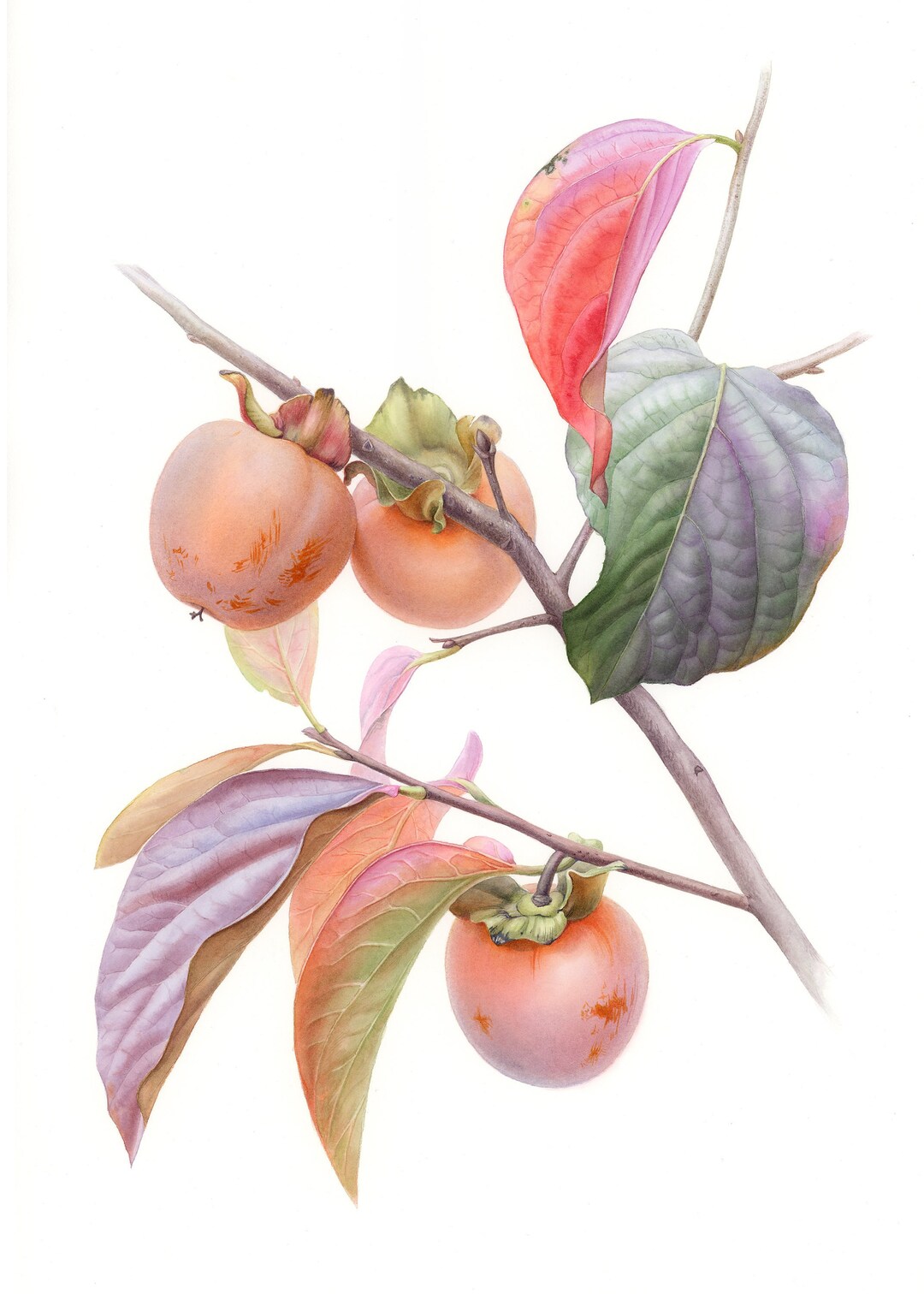Botanical Art Print of Persimmon Fruit Watercolor Painting, Giclee ...