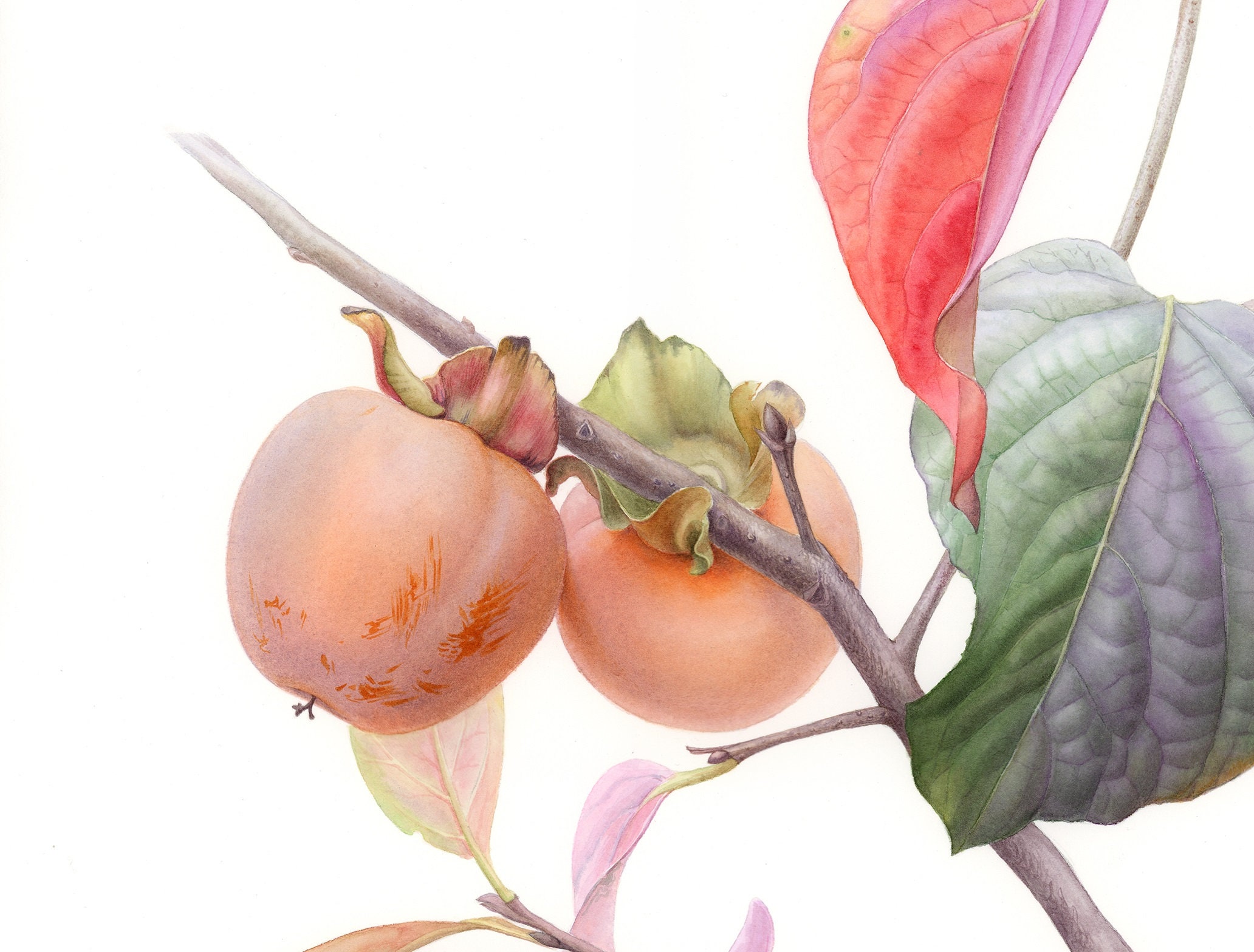 Botanical Art Print of Persimmon Fruit Watercolor Painting, Giclee ...